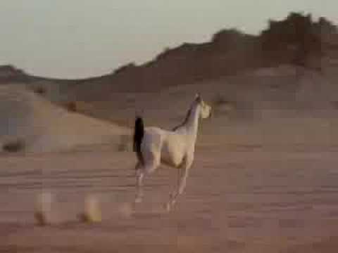 The Young Black Stallion (2003) | Part 3/6.