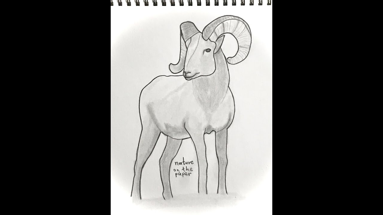 HOW TO DRAW ANIMALS/BIGHORN SHEEP 1/ΠΩΣ ΝΑ ΖΩΓΡΑΦΙΣΩ ΖΩΑ/ΚΡΙΑΡΙ 1 - YouTube