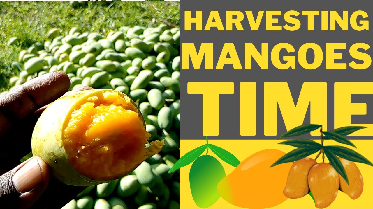 Harvesting Mango Time in Happy Garden / Harvest Mango Season Time - YouTube