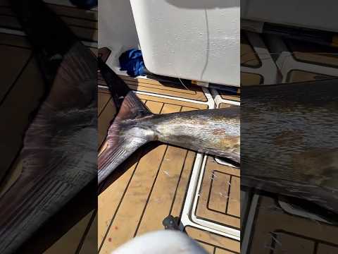 Massive blue marlin caught in Sinaloa,Mexico. #fishing #marlinfishing # ...
