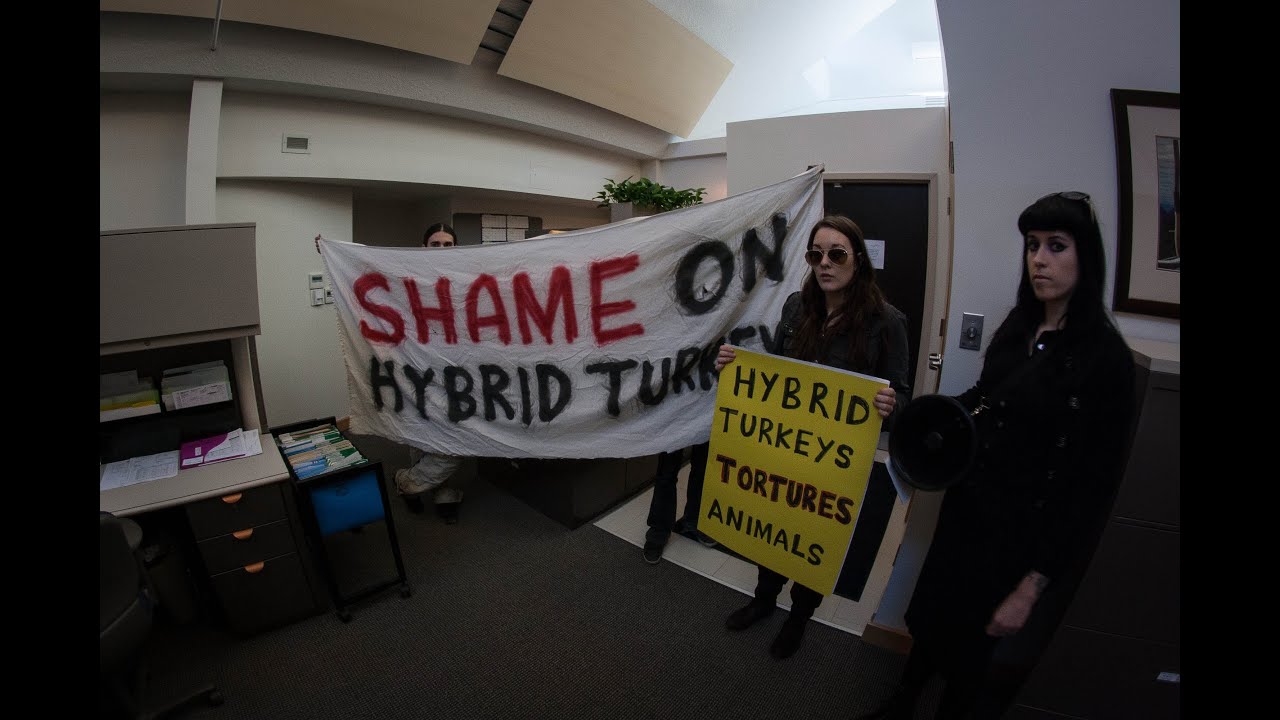 Hybrid Turkeys / Hendrix Genetics - Animal Aubsers - Office Invasion ...