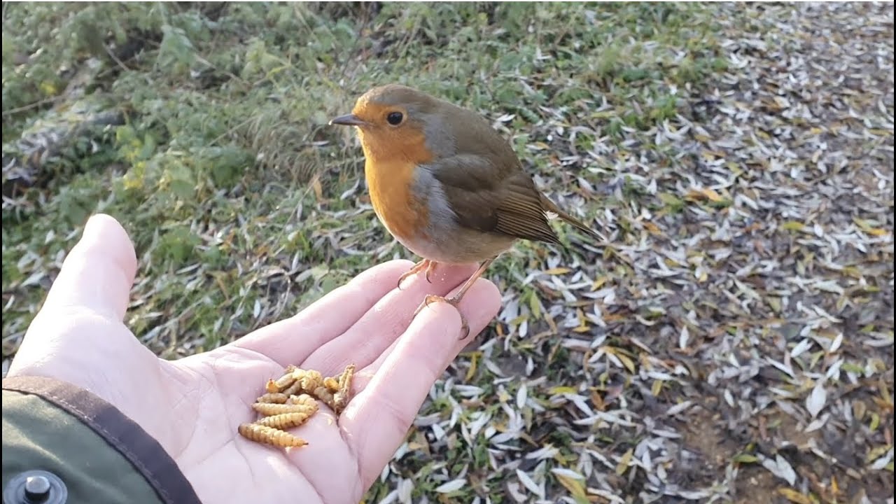 Robin feeding from hand - YouTube