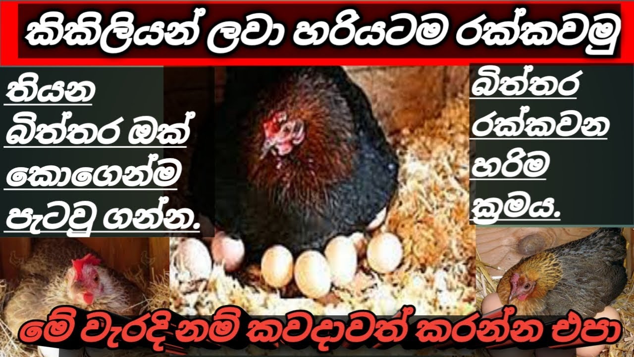 කිකිලියන්ගෙන් නිවැරදිව බිත්තර රක්කවන ආකාරය|how to incubate eggs|#sl ...