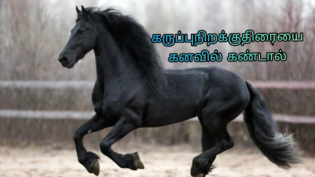கருப்பு நிற குதிரையைக் கனவில் கண்டால் | karrupu kuthraiyai kanavil ...