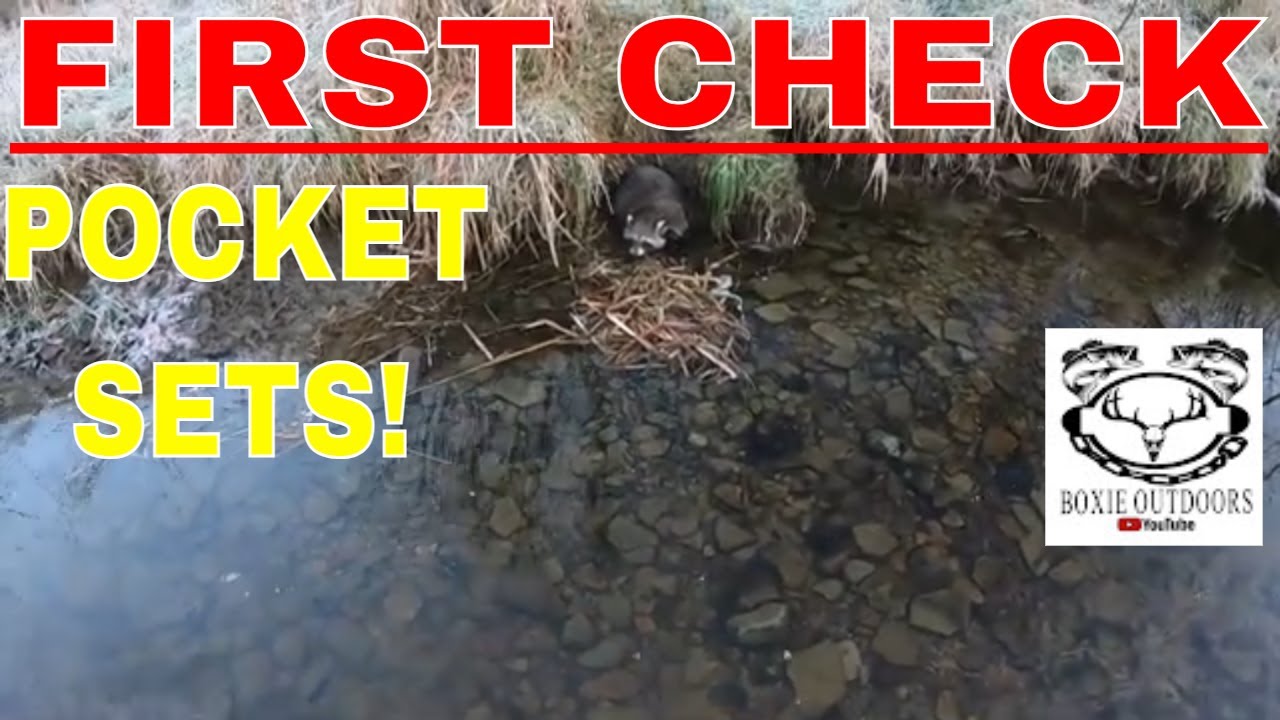 Water Trapping season 2023-24 ep.1 Pocket Sets #minks #raccoon - YouTube