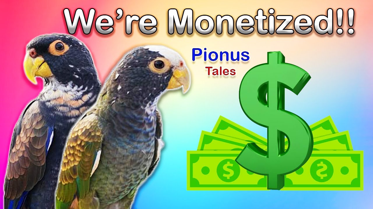 How much our Pet Channel made - First Month Monetised! - YouTube