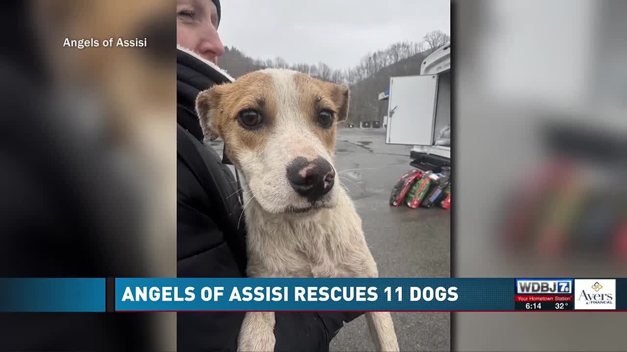 Angels of Assisi Rescues West Virginia Dogs - YouTube