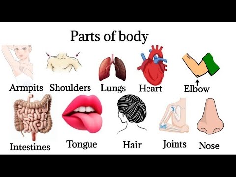 Parts of body in English|External and Internal human body parts # ...