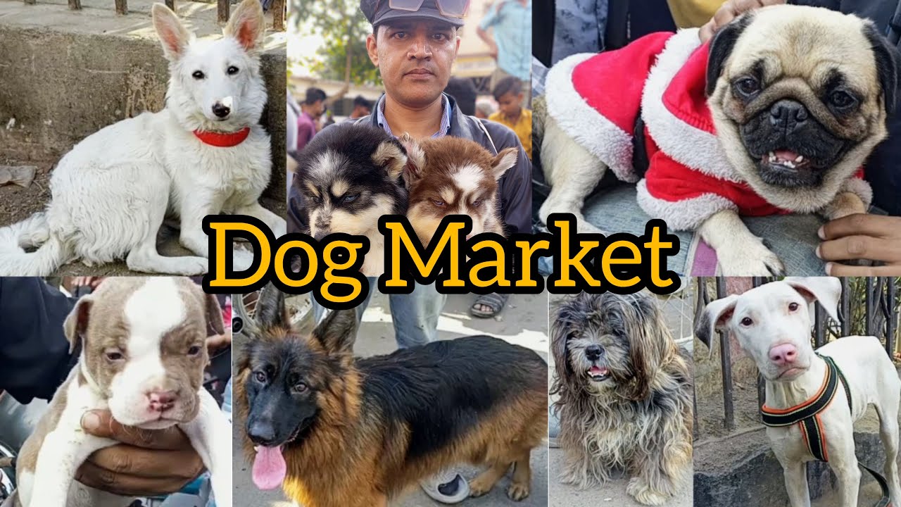 Latest Dogs Market Karachi Prices 07 Jan 24 || Kutta Market in Karachi ...