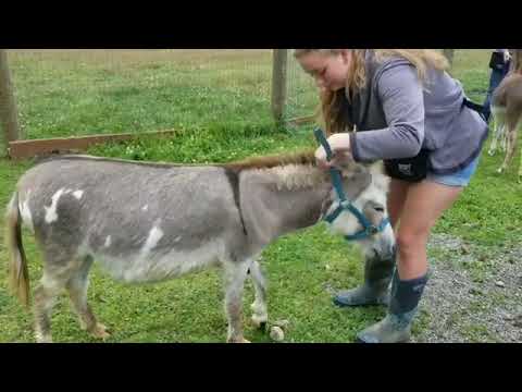 Mini-Donkey Halter Training | The Ranch - YouTube