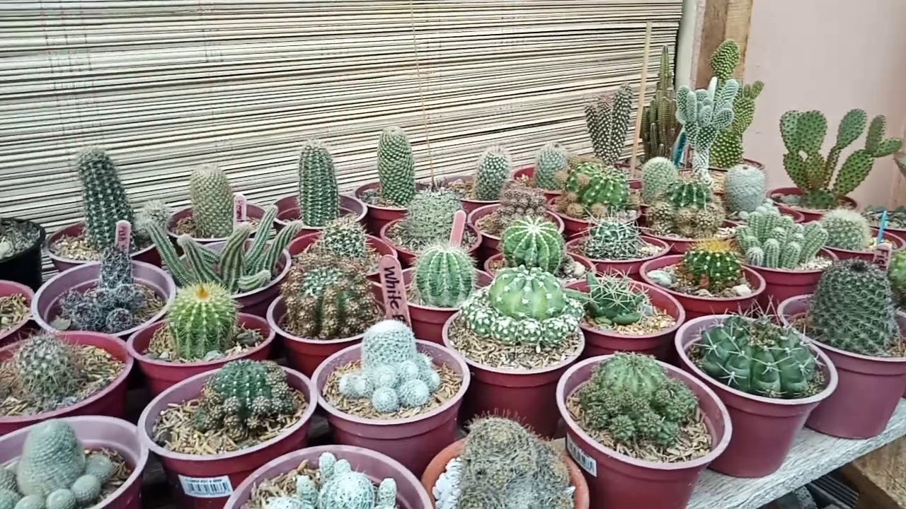 Cactus Collection ( hobby + bussiness ) - YouTube