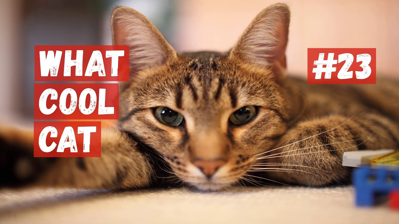 What Cool Cat - Compilation #23 Cool Cats. - YouTube
