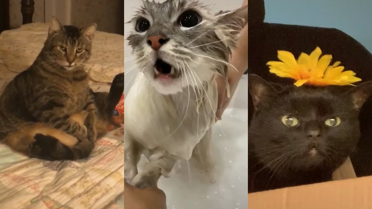 Cats being cats 😂 - Funny Cute Cat Compilation #1 - YouTube