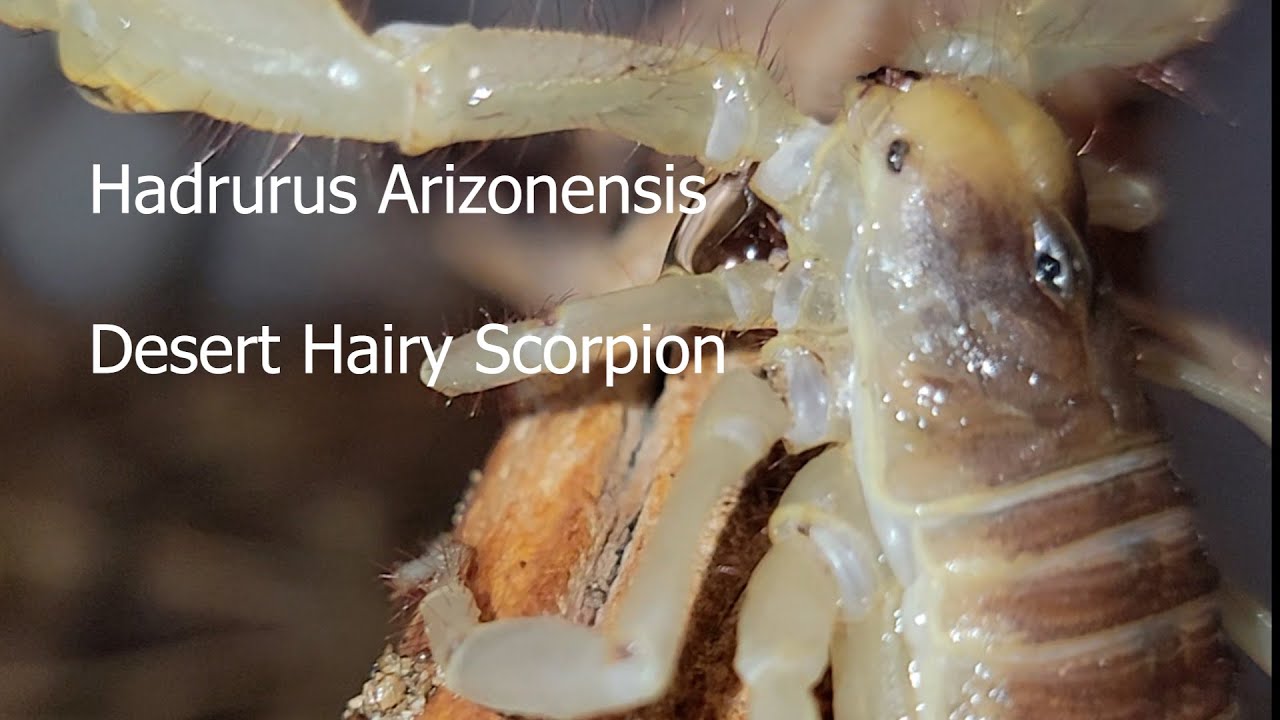 Hadrurus Arizonensis Desert Hairy Scorpion - YouTube