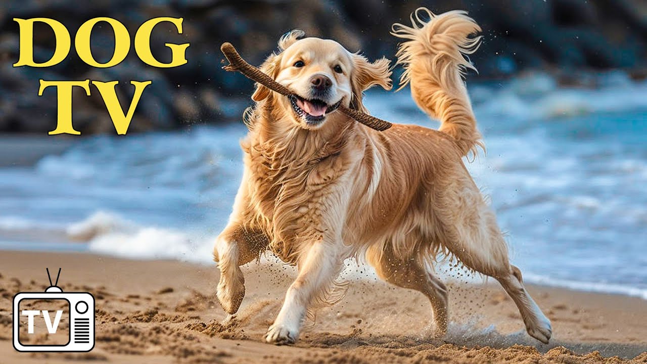 DOG TV: 12 Hrs of Deep Separation Anxiety Music for Dog Relaxation ...