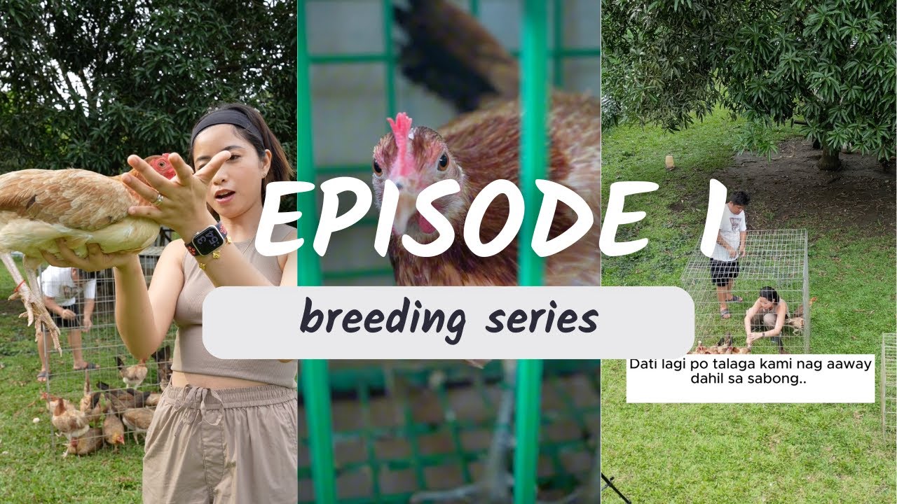 01 𝐁𝐫𝐞𝐞𝐝𝐢𝐧𝐠 𝐬𝐞𝐫𝐢𝐞𝐬: 𝐞𝐩𝐢𝐬𝐨𝐝𝐞 𝟏 | 𝙋𝙧𝙚𝙥𝙖𝙧𝙖𝙩𝙞𝙤𝙣 𝙛𝙤𝙧 𝙤𝙪𝙧 𝙚𝙖𝙧𝙡𝙮 𝙗𝙞𝙧𝙙, 𝙊𝙘𝙩𝙤𝙗𝙚𝙧 ...