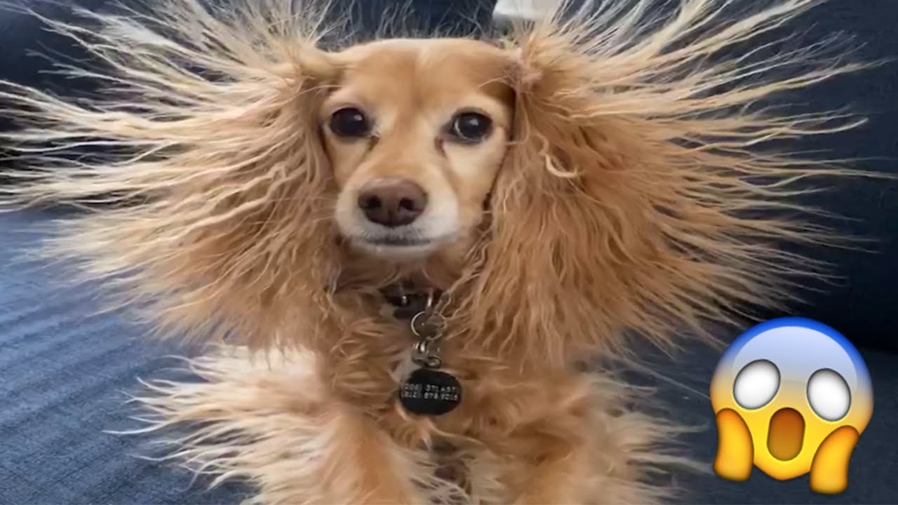 Best Funny Animal Videos Of The 2023 🤣 - Funniest Cats And Dogs Videos ...