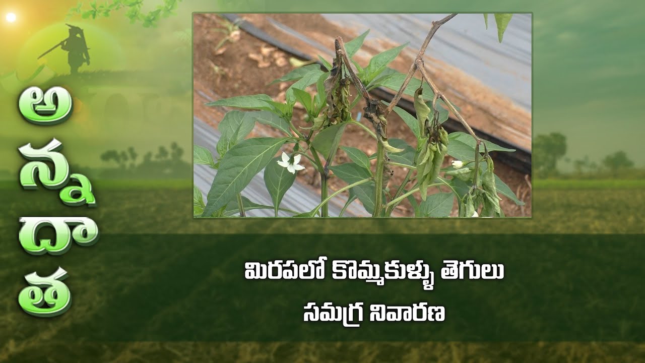 Dieback, fruit rot & wilt in chilli | మిరపలో కొమ్మకుళ్ళు తెగులు-సమగ్ర ...