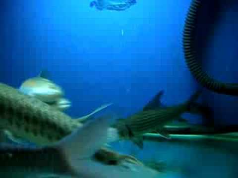 My Blue Mahseer / Kelah - YouTube