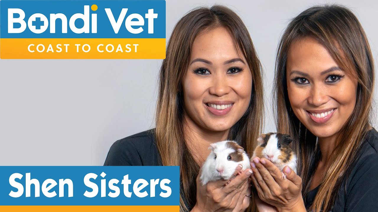 Meet New Bondi Vets | Shen Sisters - YouTube
