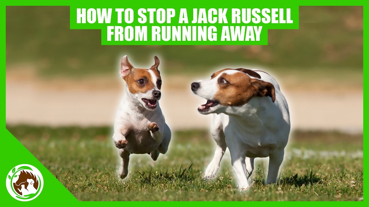 How to Stop a Jack Russell from Running Away - YouTube