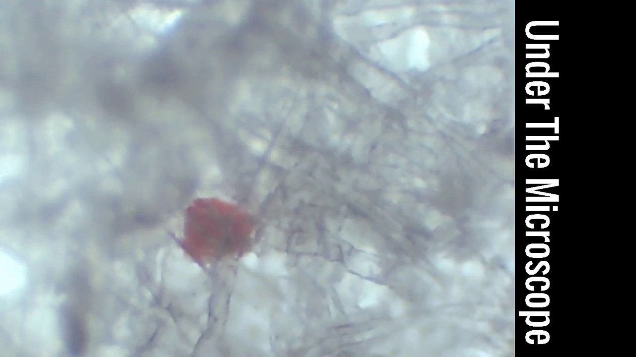 Paper Towel 40x-400x | Under The Microscope - YouTube