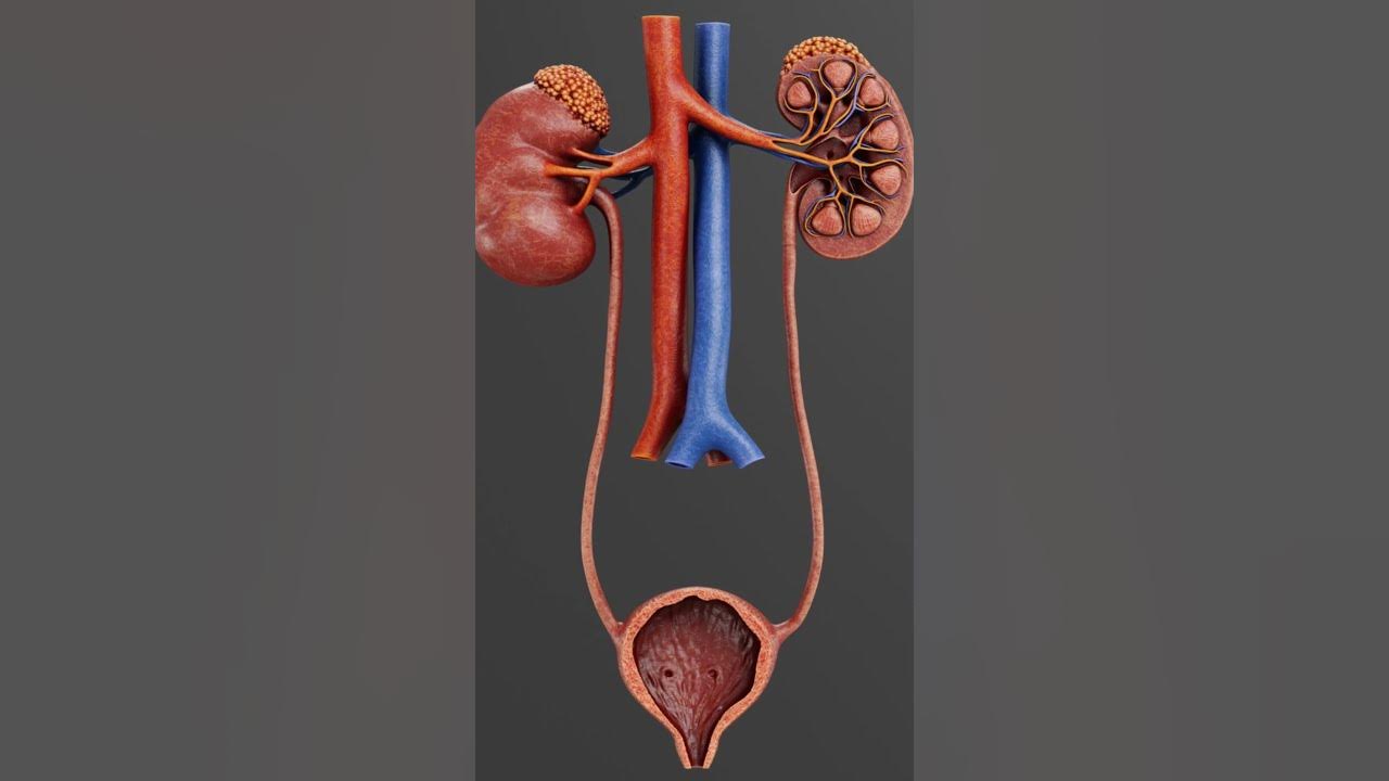 What Happens If You Hold Your Pee Too Long ? - YouTube