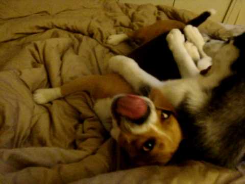 Husky vs. Beagle battle - YouTube