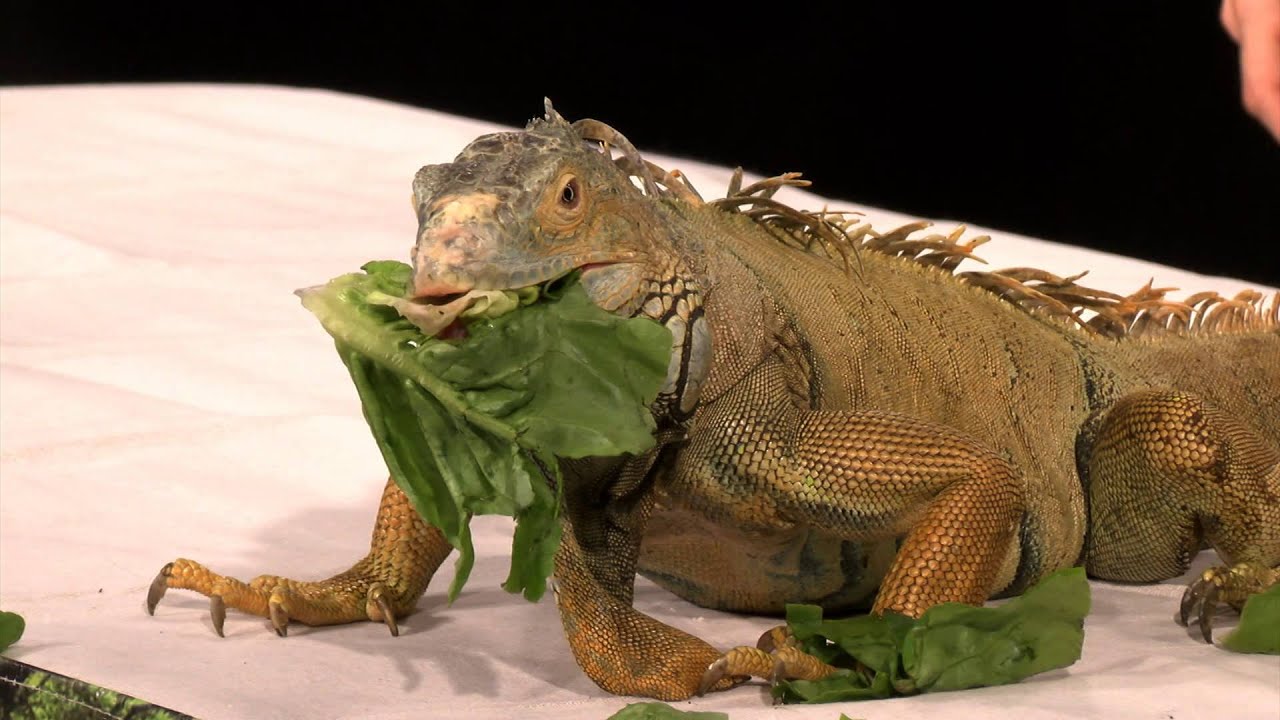 The Creature Teachers: Episode 1 - Rainforest - YouTube