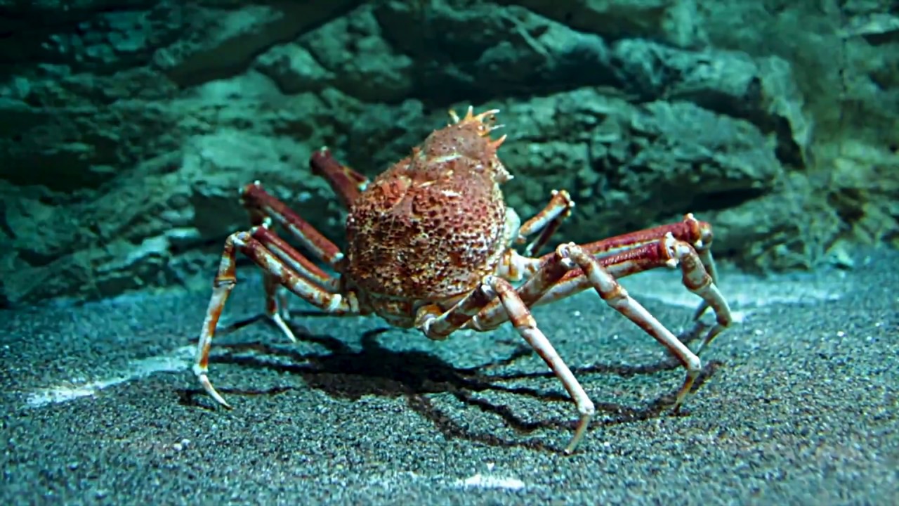 Crab Shells and Trees Combine to Create New Food Packaging - YouTube