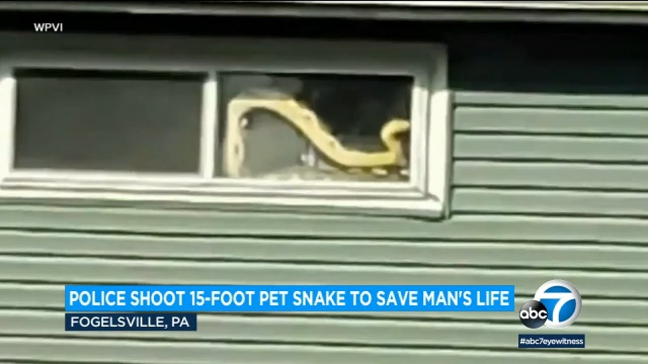 Officers shoot massive 15-foot pet snake coiled around man's neck in ...