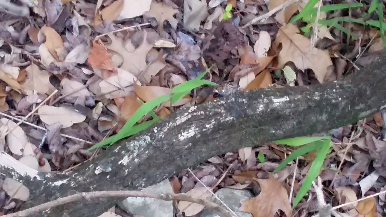 Loud locust in the woods - YouTube