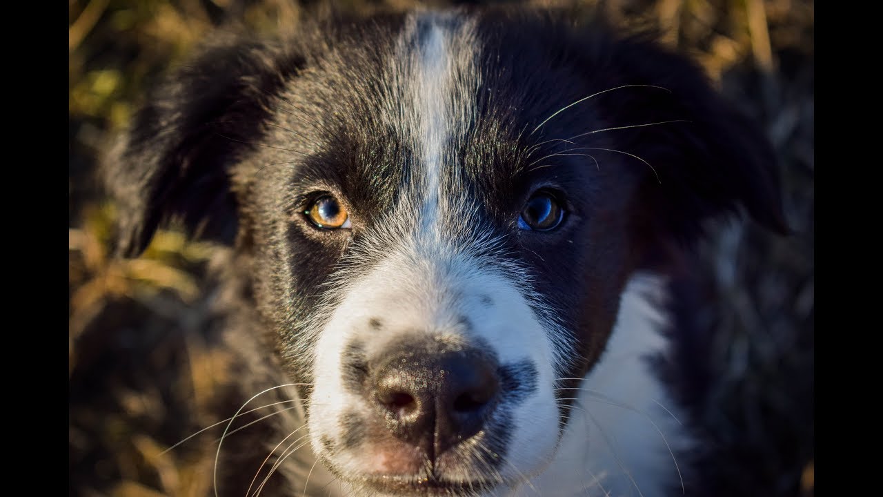 Australian Shepherd "Bell" | 10 weeks old puppy - YouTube