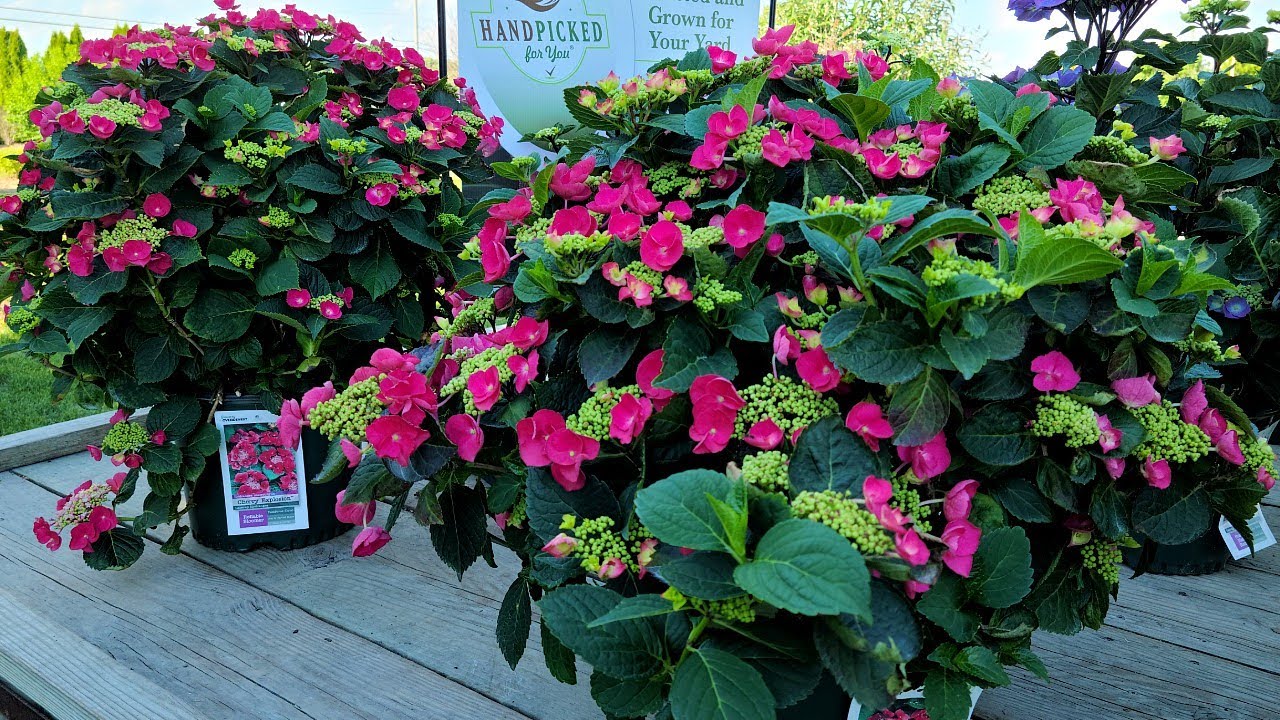 Hydrangea Cherry Explosion™👍//Incredible, Highly Reliable, Hardy ...