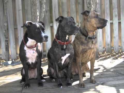 Skyler, the life of a Pit Bull Therapy Dog - YouTube