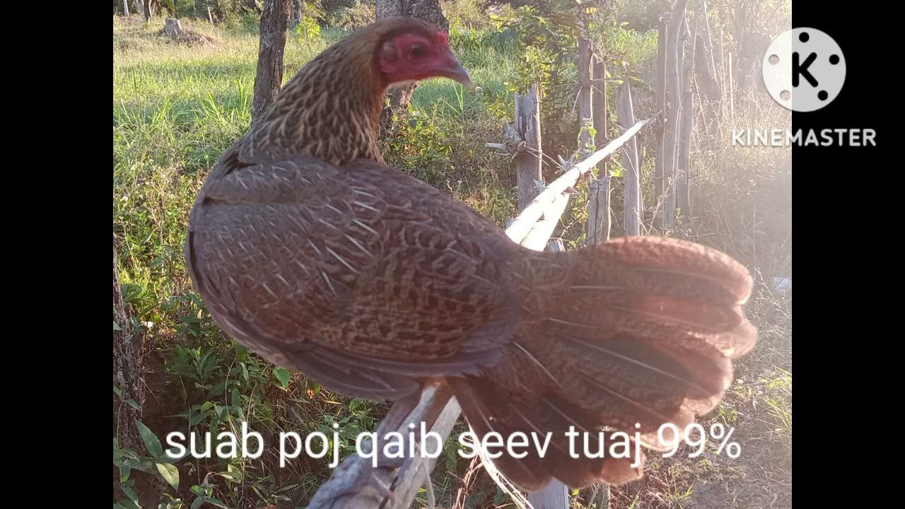 suab poj qaib seev tuaj 100%12/12/2023 - YouTube