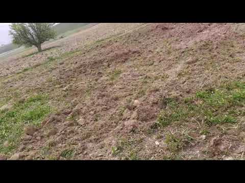 Mf 240 s 8 yıldır sürulmemis tarlayı inletiyor