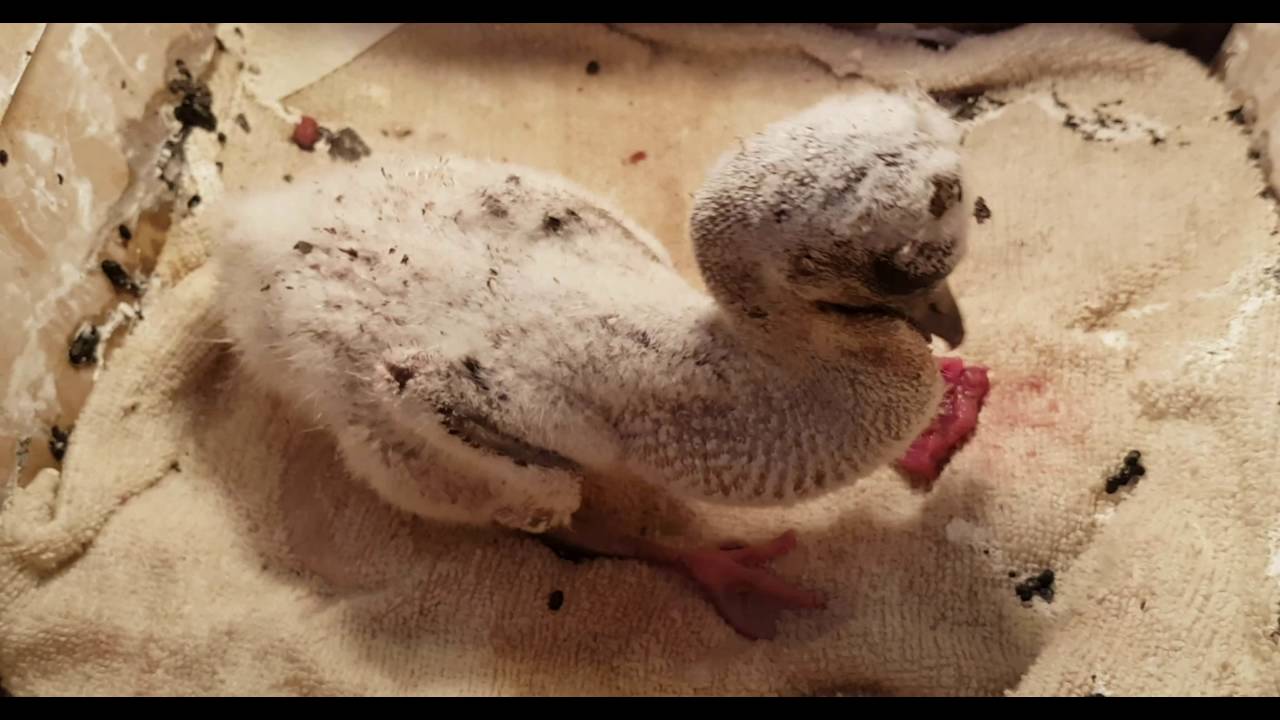 Young stork eat & sleep - YouTube