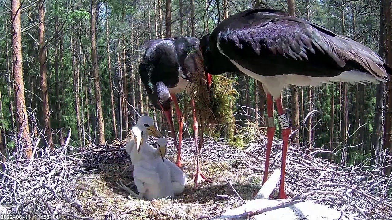 Must-toonekurg~Change of guard! Karl brings greenery! Small snack~11:49 ...