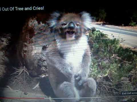 Crying koala