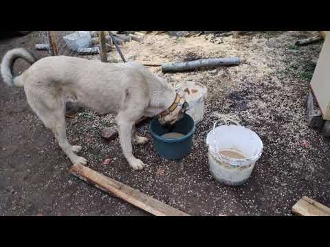 9 aylık kangal köpeği