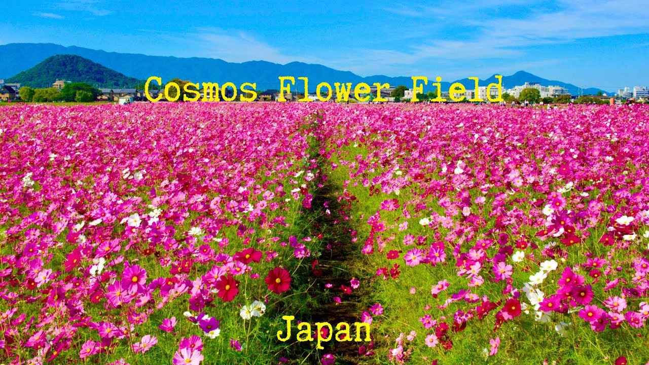 Cosmos Flower Field in Full Bloom | Stunning Autumn Beauty in Japan ...