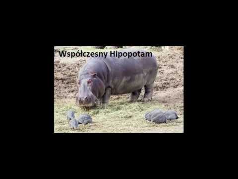 Ewolucja Hipopotama The Evolution of Hippos - YouTube