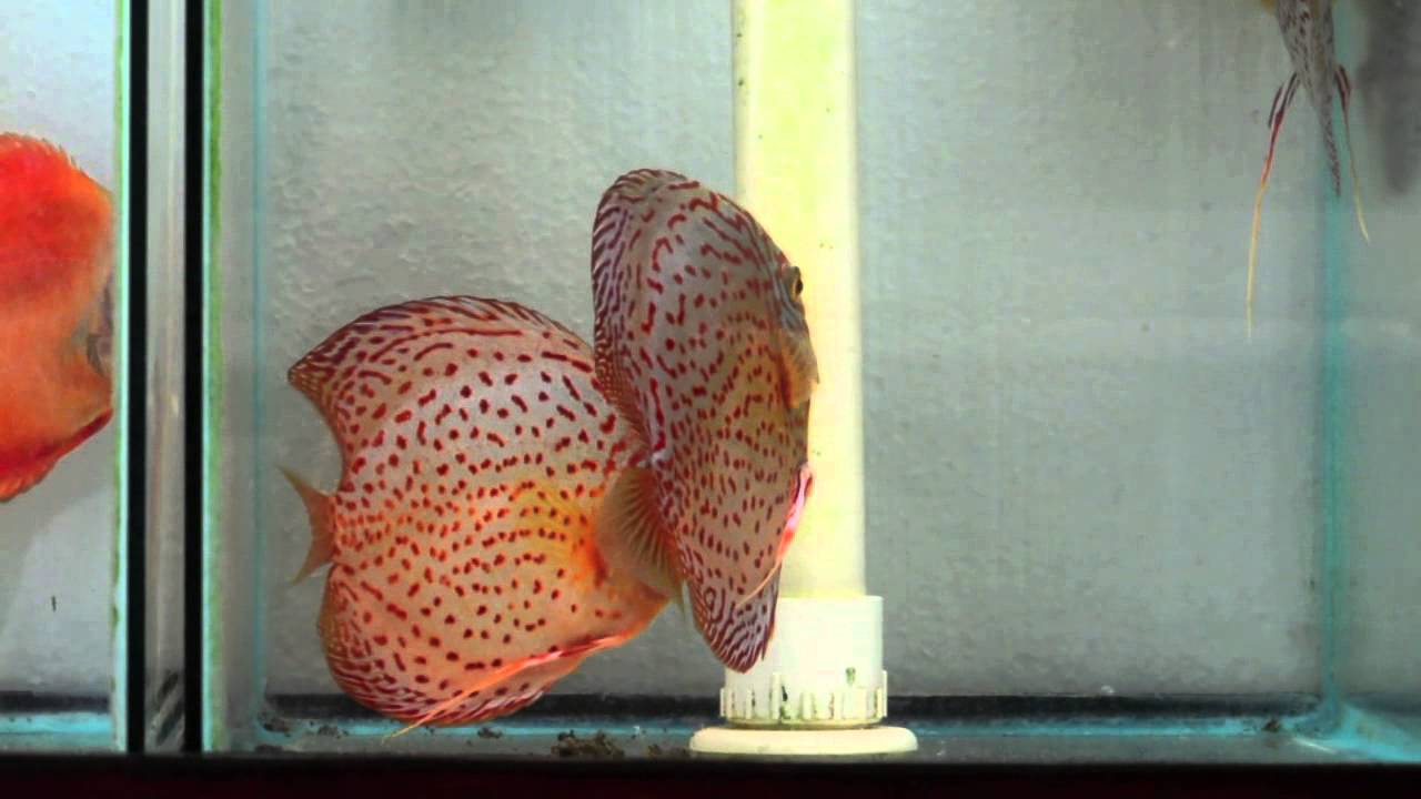 Classic Leopard Discus Pair - YouTube