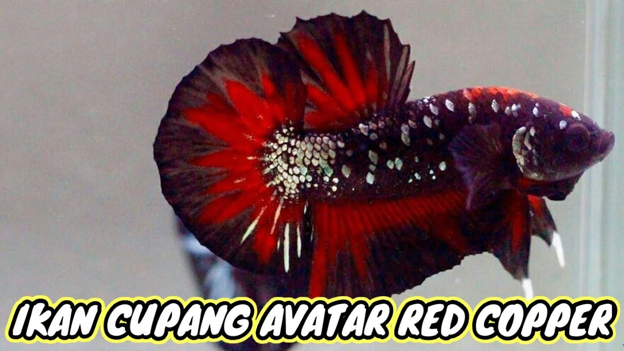 IKAN CUPANG AVATAR RED COPPER KUALITAS ATAS - YouTube