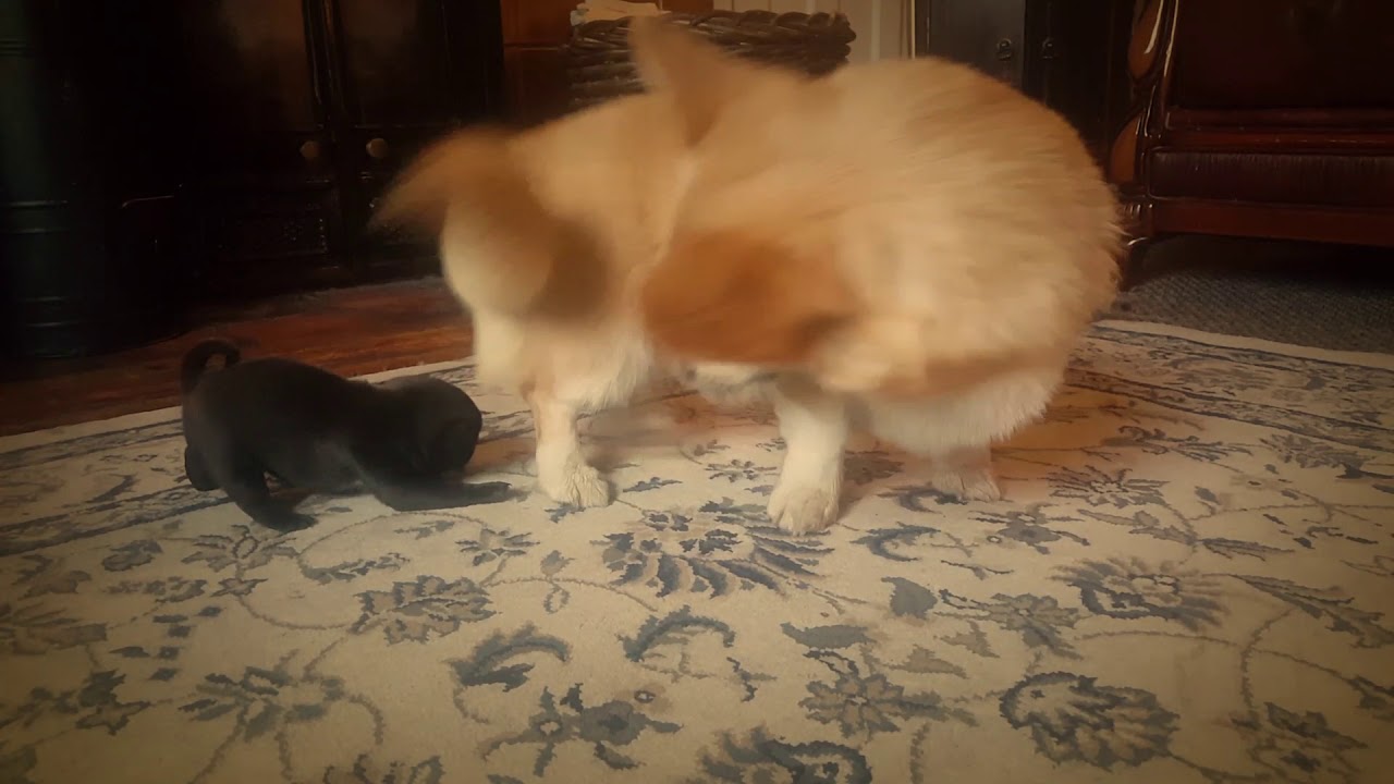 Corgi and Pug puppy playing! - YouTube