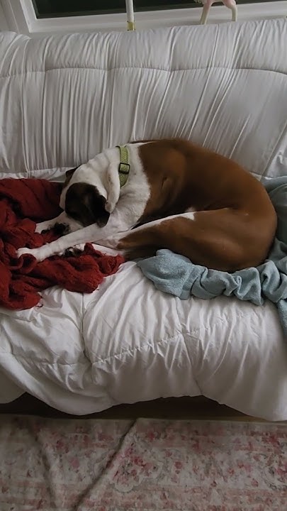Ellie Time to Get Up #dogshorts - YouTube