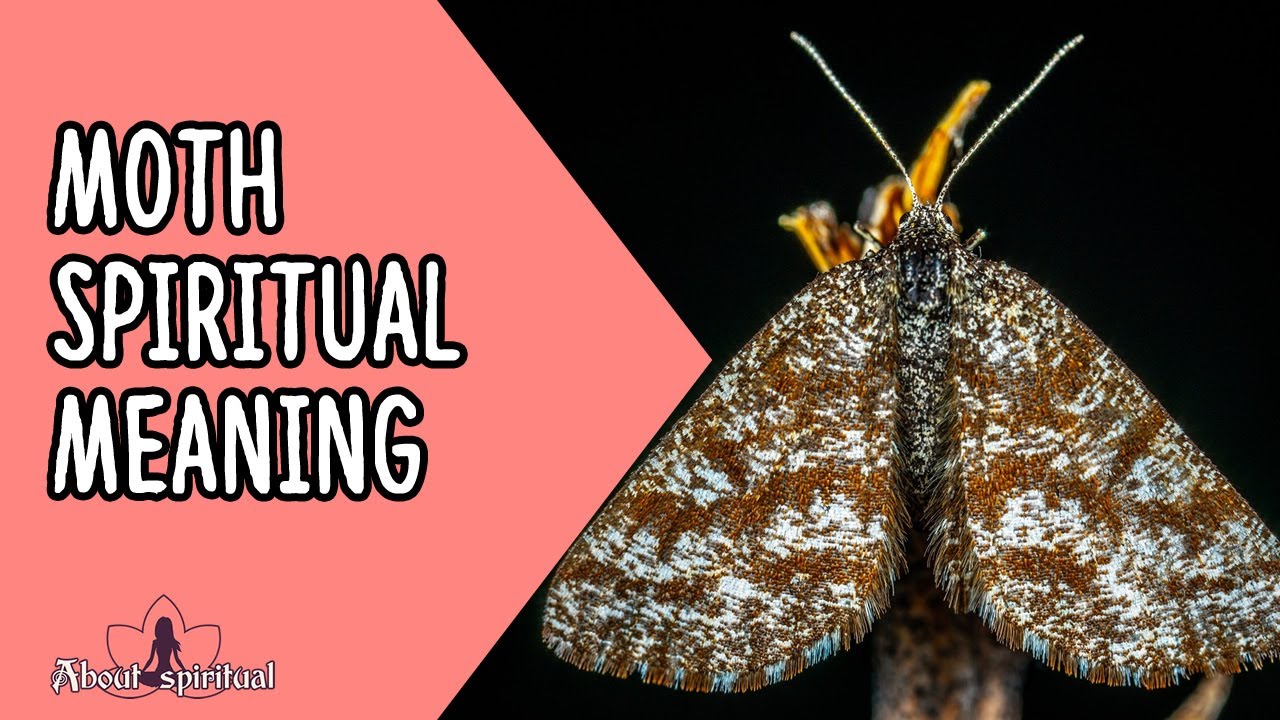 Moth Spiritual Meaning - YouTube