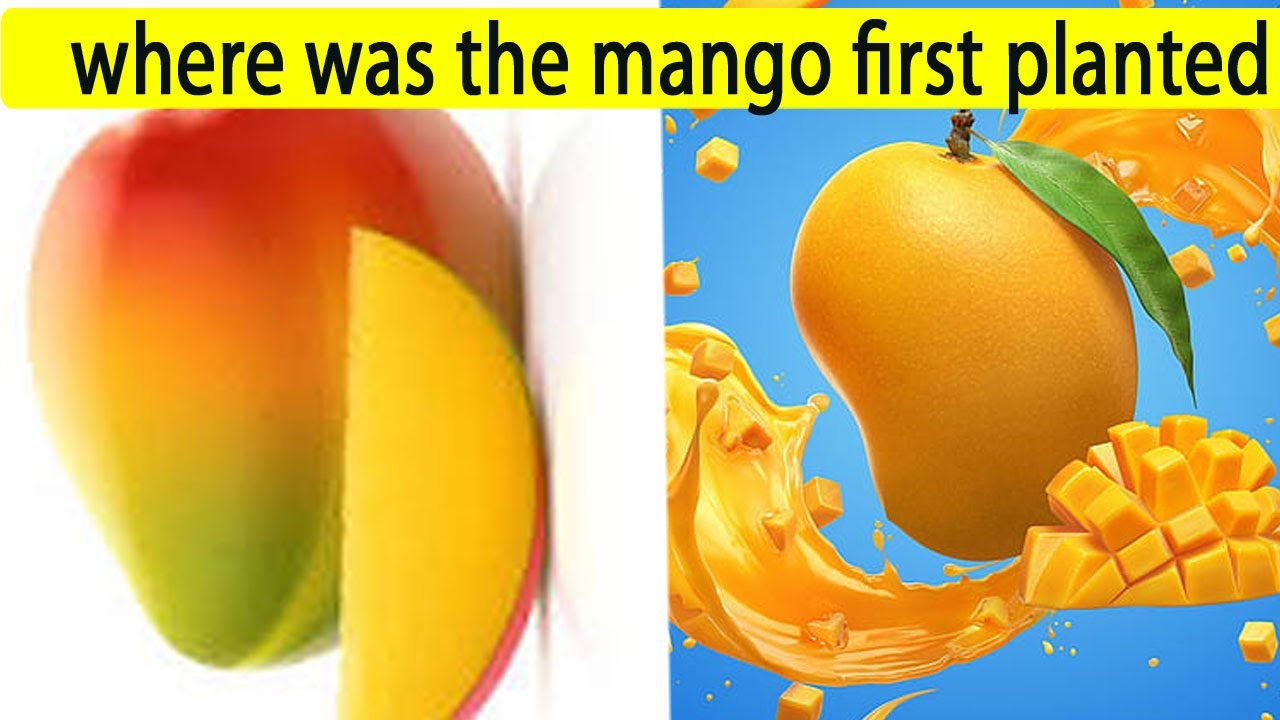 #आम सबसे पहले कहा लग गया !! facts of mango ? where was the mango first ...