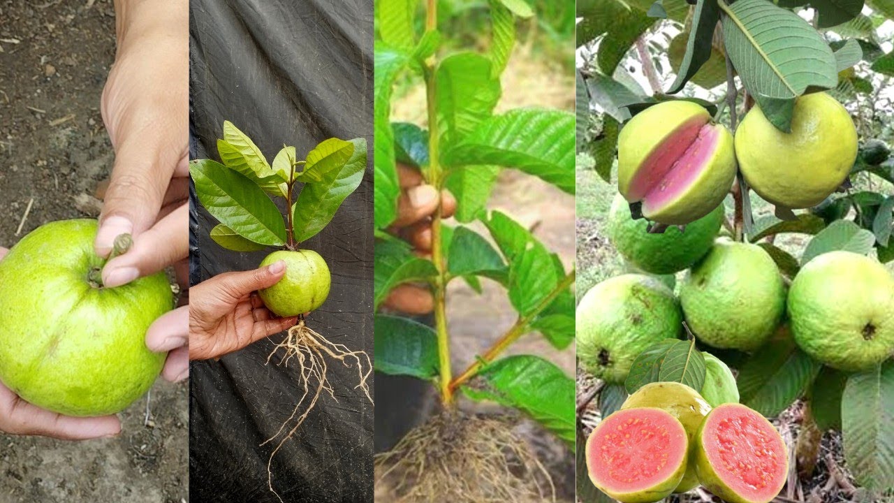 How to grow guava trees from guava with Aloe Vera and successfully ...